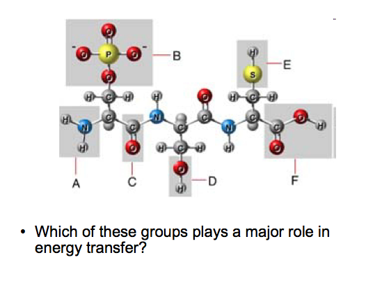 Solved Which of these groups plays a major role in energy | Chegg.com