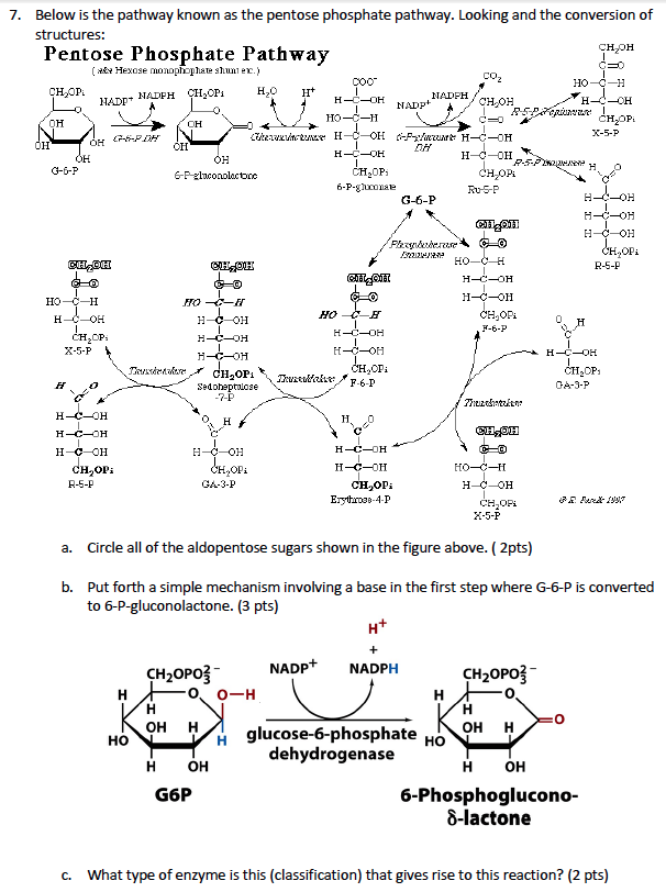 Solved 7. Below is the pathway known as the pentose | Chegg.com