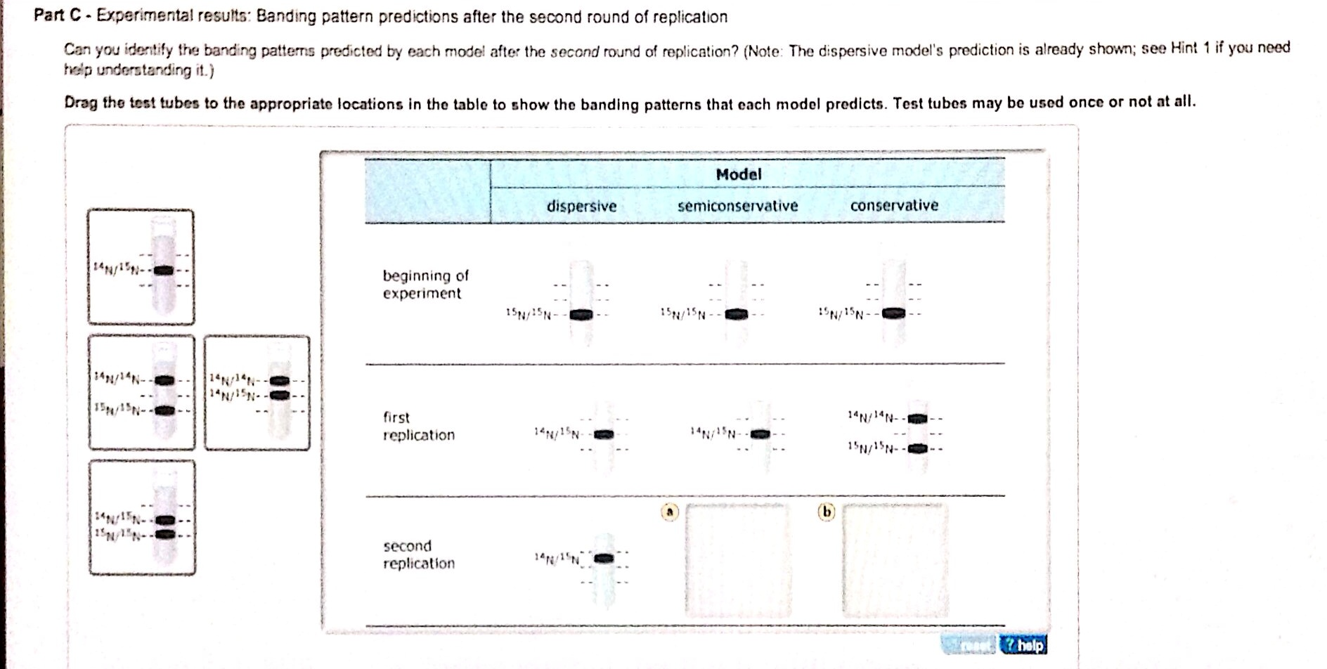 Solved Can you identify the banding patterns predicted by | Chegg.com