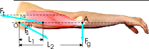 Solved The force of gravity acting on the arm acts through | Chegg.com