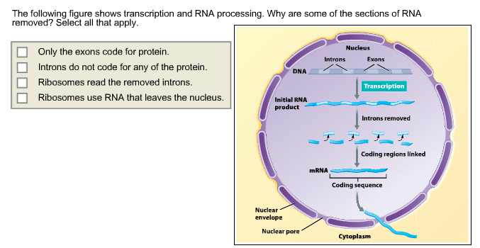 Solved DNA repair is necessary for normal gene function. | Chegg.com