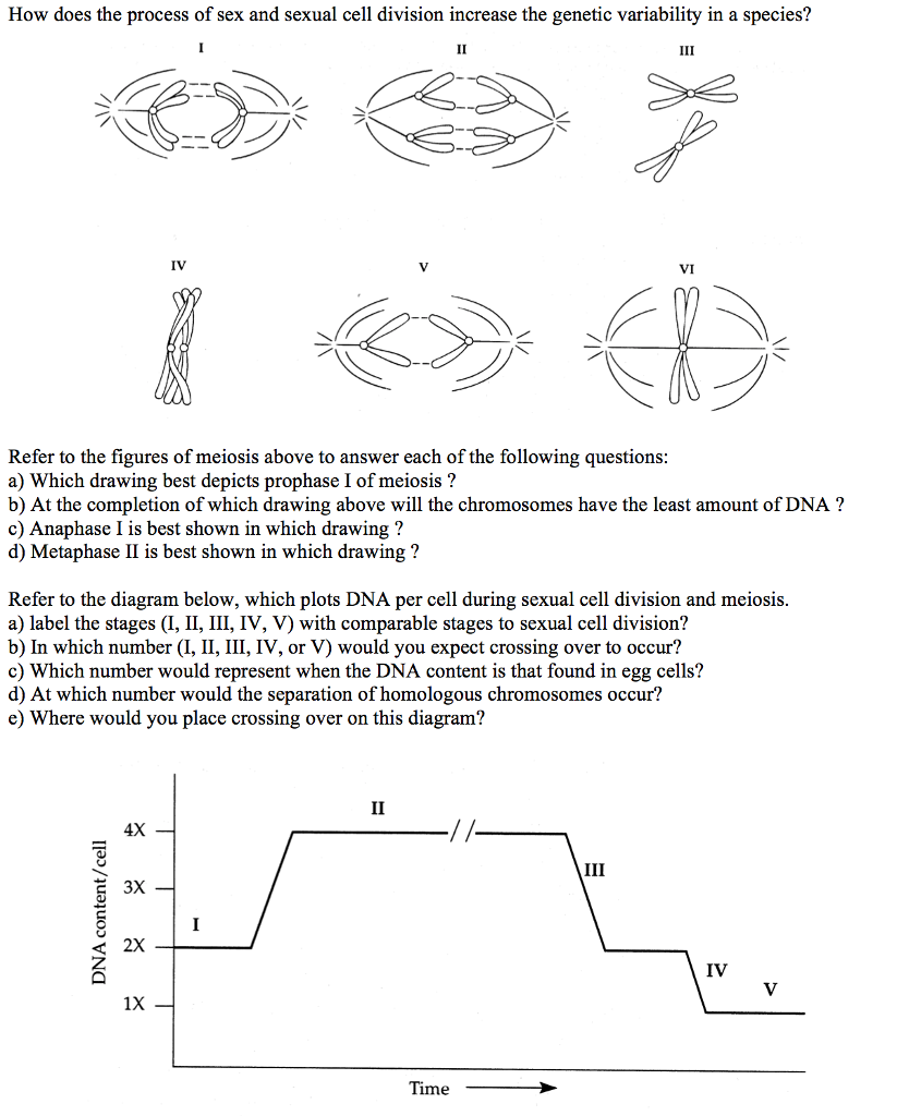 Solved How Does The Process Of Sex And Sexual Cell Division
