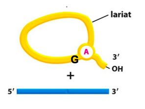 Solved The picture below represents an excised intron in | Chegg.com
