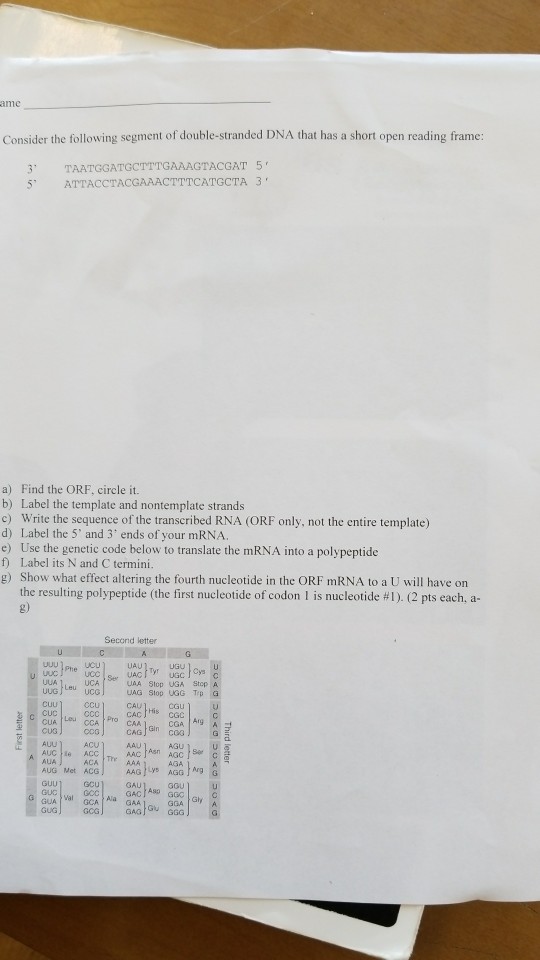 Solved Consider the following segment of double-stranded DNA | Chegg.com