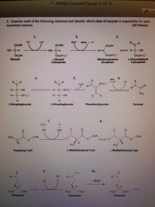 Identify which class of enzyme is responsible for | Chegg.com Identify which class of enzyme is responsible for | Chegg.com