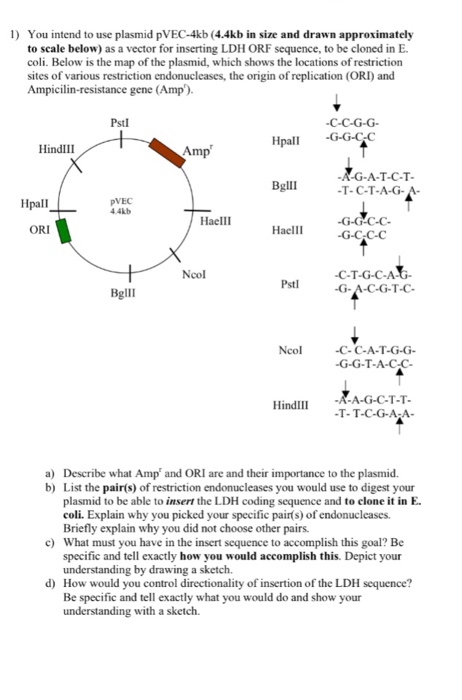 Solved You intend to use plasmid pVEC-4kb (4.4kb in size and | Chegg.com