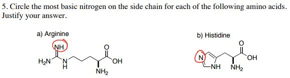 Solved 5. Circle the most basic nitrogen on the side chain | Chegg.com