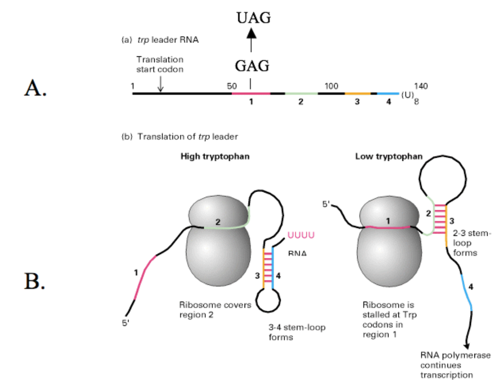 Solved Consider a hypothetical E. coli mutant that contains | Chegg.com