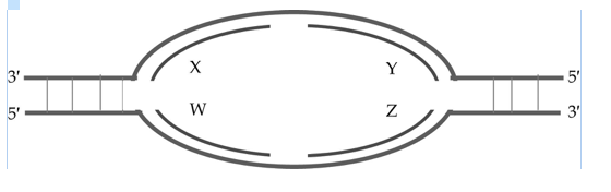 Solved 1.The PCR (polymerase chain reaction) protocol that | Chegg.com
