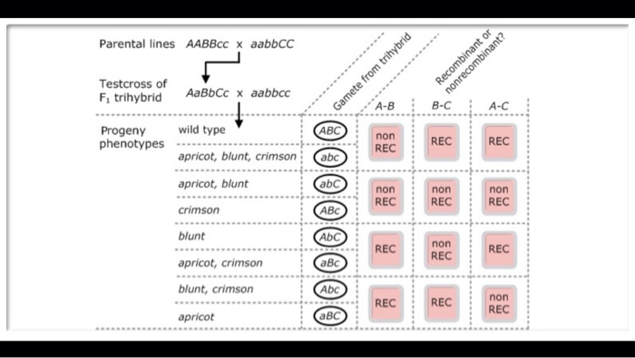 Solved Parental lines AABBCC x aabbcC Testcross of Fi | Chegg.com