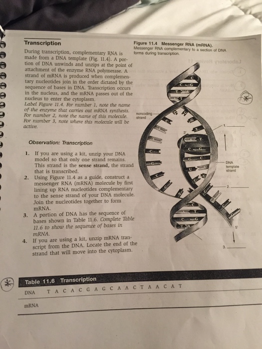 Solved During transcription, complementary- RNA is made from | Chegg.com