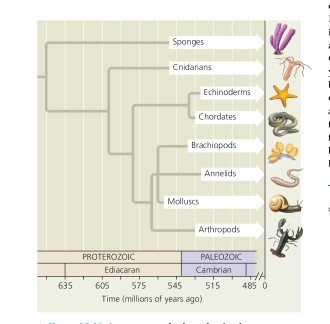 Solved A. if a mass extinction were caused by a sudden | Chegg.com