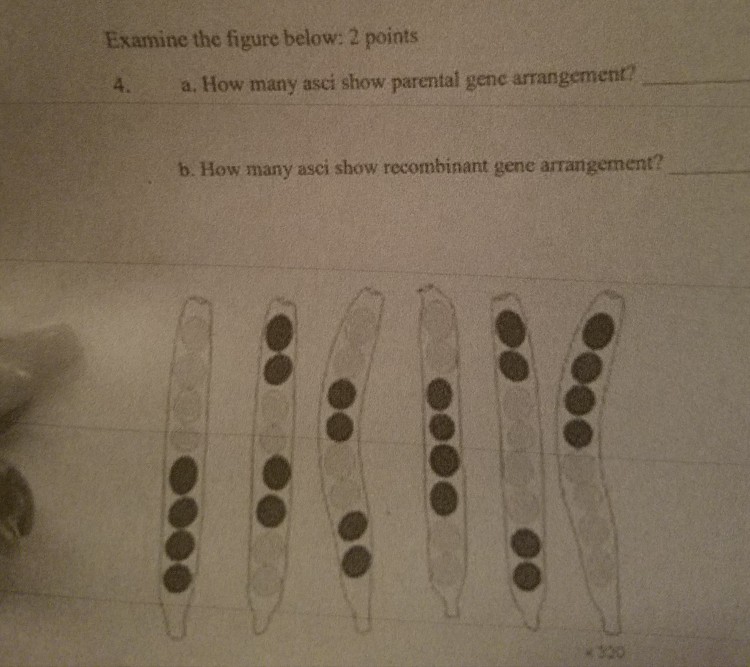Solved Examine the figure below: a. How many asci show | Chegg.com