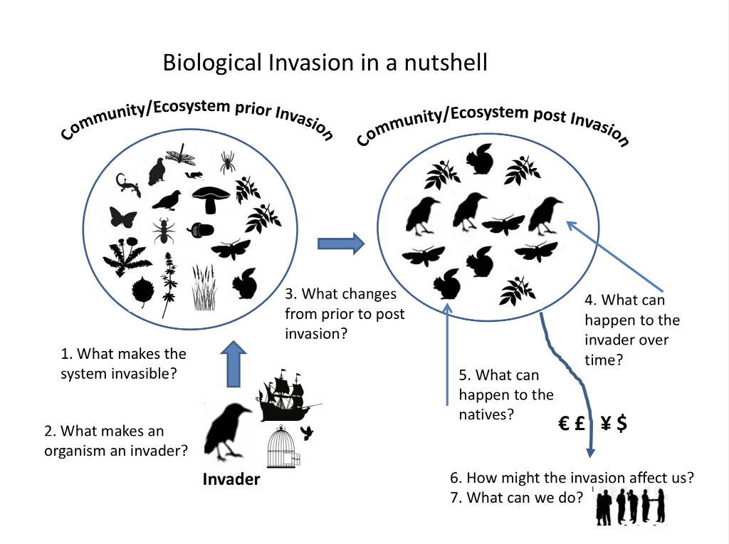 Solved Biological Invasion in a nutshell unity /Ecosystem | Chegg.com