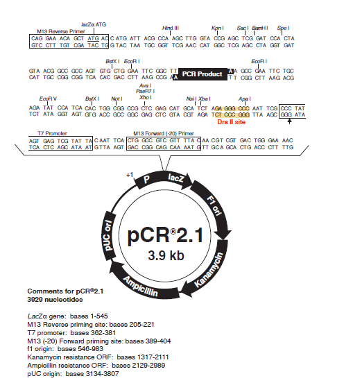 Solved acZa ATCG Hind III M13 Rewerse Primer CAG GAA ACA CT | Chegg.com