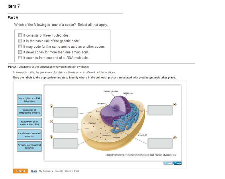 Biology Archive | February 23, 2013 | Chegg.com