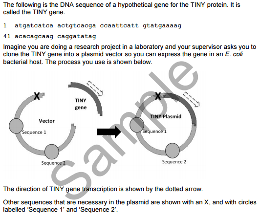 Solved The following is the DNA sequence of a hypothetical | Chegg.com