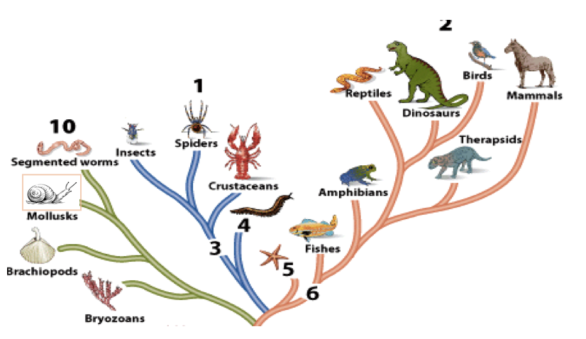 Solved Which of the following is an example of homologous | Chegg.com
