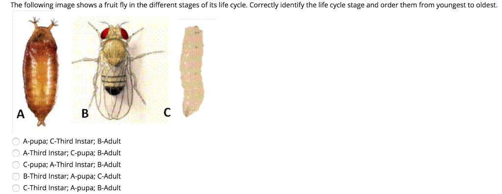 Solved The following image shows a fruit fly in the | Chegg.com