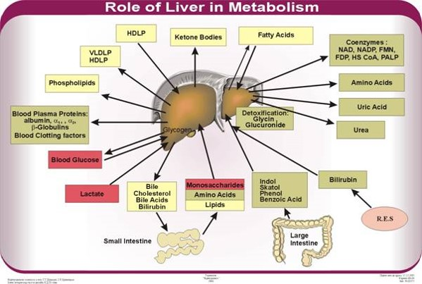 Solved: Role Of Liver In Metabolism HDLP Fatty Acids VLDLP... | Chegg.com