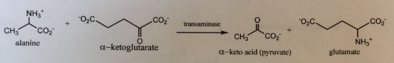 The transamination reaction above requires the | Chegg.com