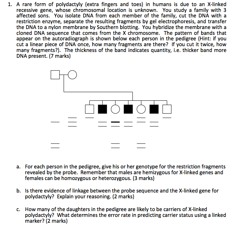 Solved A rare form of polydactyly (extra fingers and toes) | Chegg.com