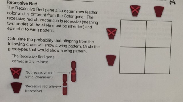 Solved Recessive Red The Recessive Red gene also determines | Chegg.com