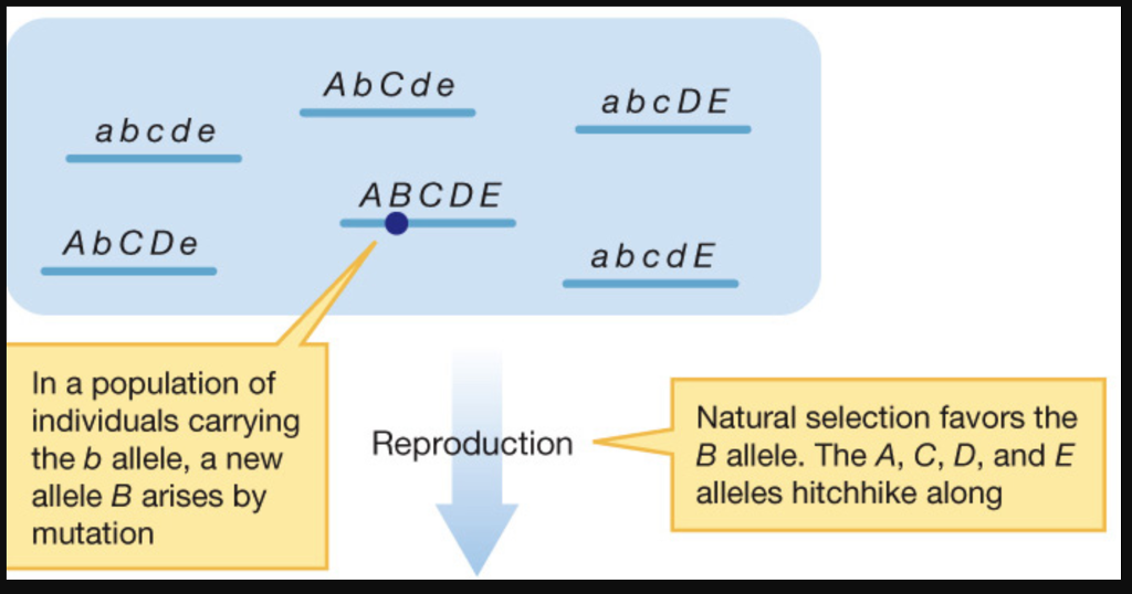 Solved In the figure, a new beneficial allele, B, arises on | Chegg.com