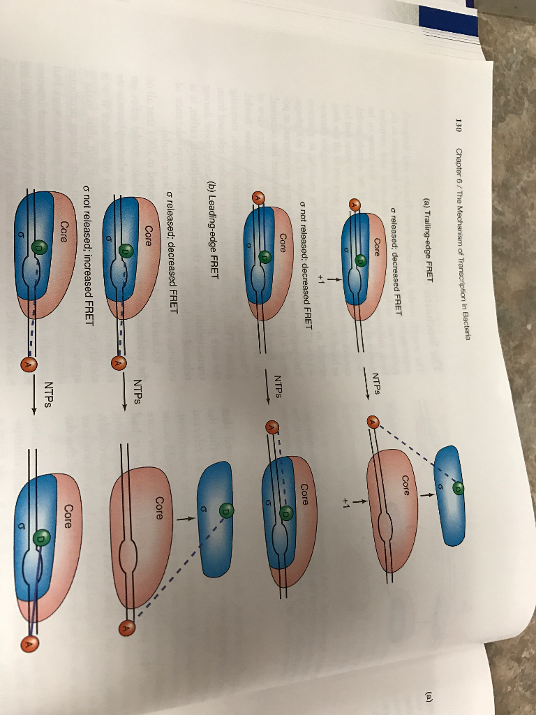 Solved Think about figure 6.12. If the sigma subunit | Chegg.com