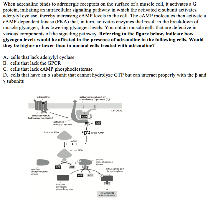 Solved When adrenaline binds to adrenergic receptors on the | Chegg.com