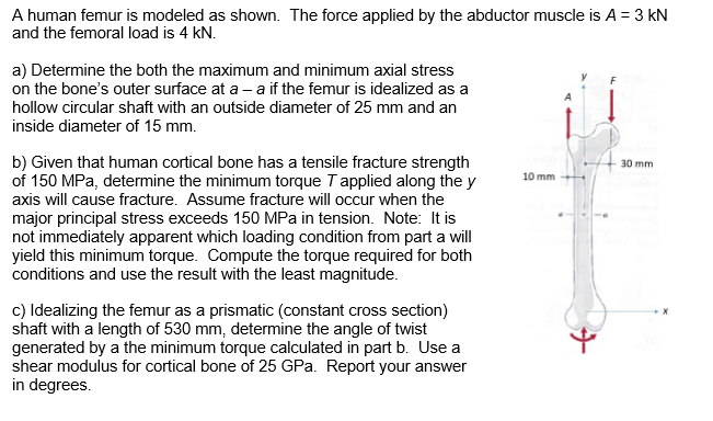 Solved A human femur is modeled as shown. The force applied | Chegg.com