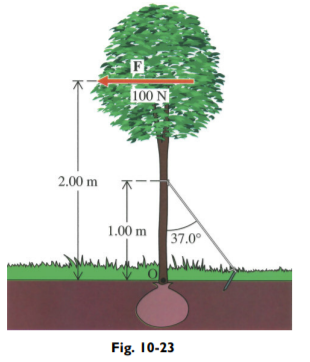 Solved A newly planed tree is supported against the wind by | Chegg.com