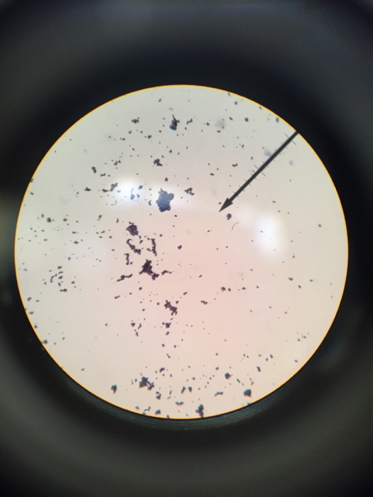 Solved In microbiology, I received an unknown bacteria of | Chegg.com