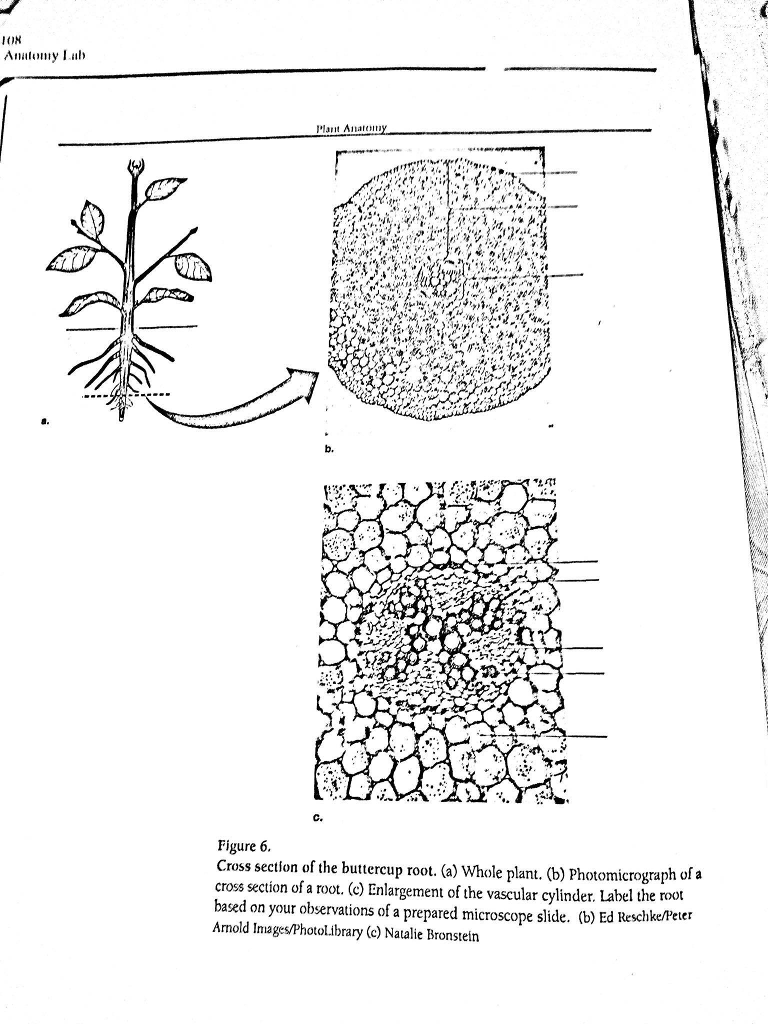 Solved ION Plant Anat b. C. Figure 6 Cross section of the | Chegg.com
