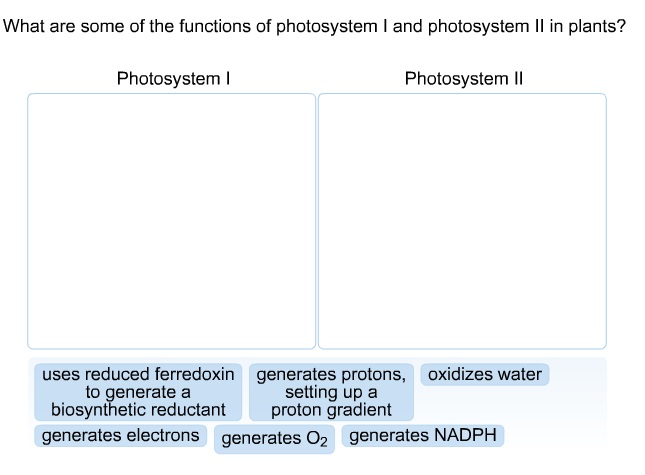 Solved What are some of the functions of photosystem I and | Chegg.com