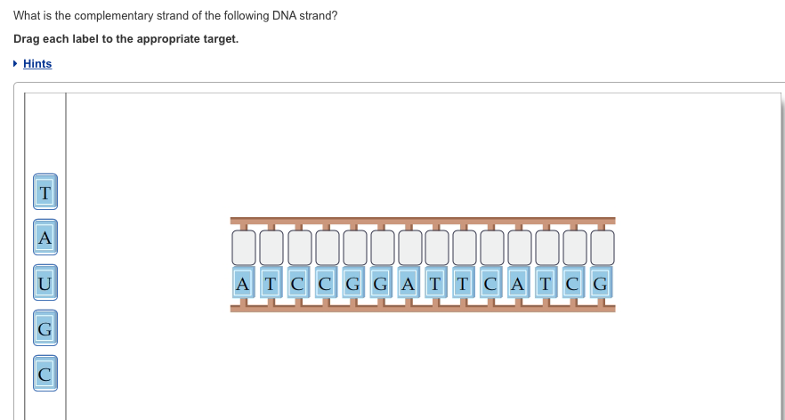 Solved What is the complementary strand of the following DNA | Chegg.com