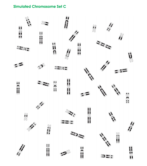 Solved Karyotype 1 Data Letter Number of chromosomes Gender | Chegg.com