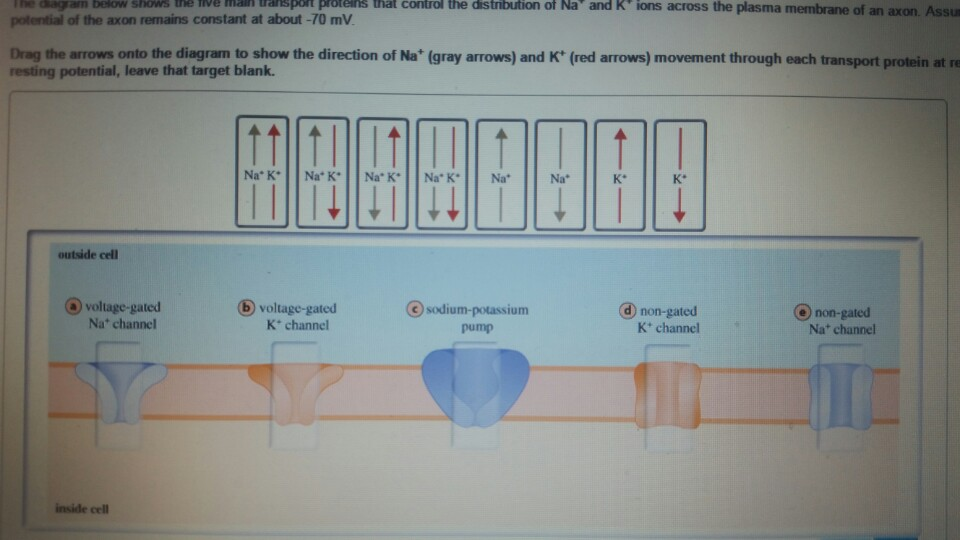 Solved Potential Of The Axon The Rive Main Transport 