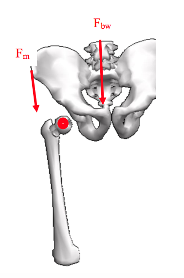 Assuming this position is in static equilibrium, use | Chegg.com