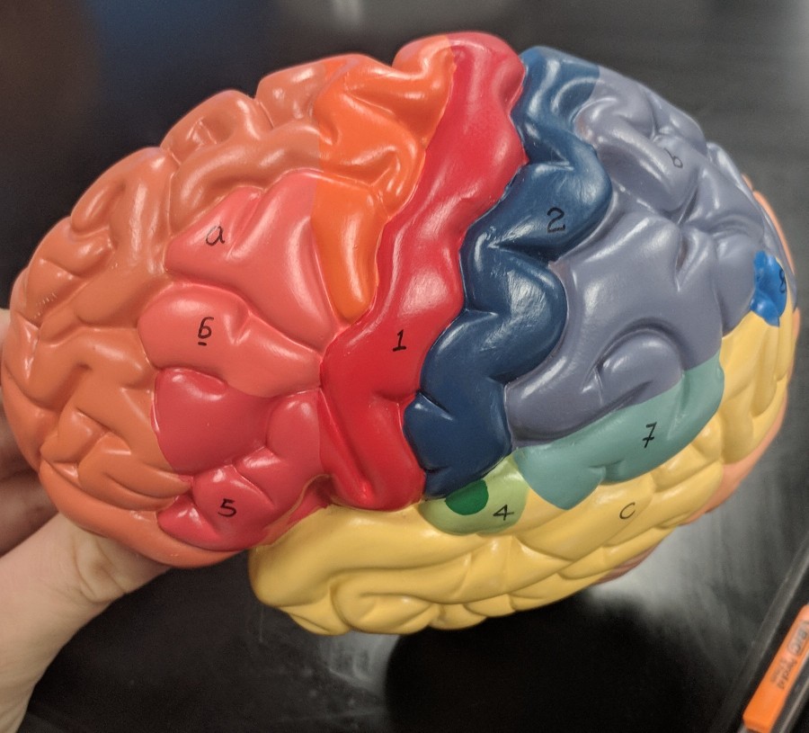 Solved name the labeled structures | Chegg.com