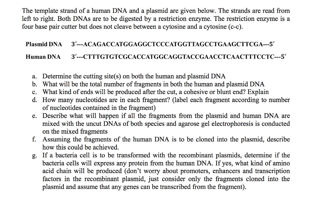 Solved The template strand of a human DNA and a plasmid are | Chegg.com