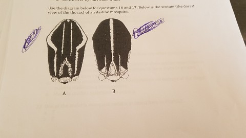 Solved Use the diagram below for questions 16 and 17. Below | Chegg.com