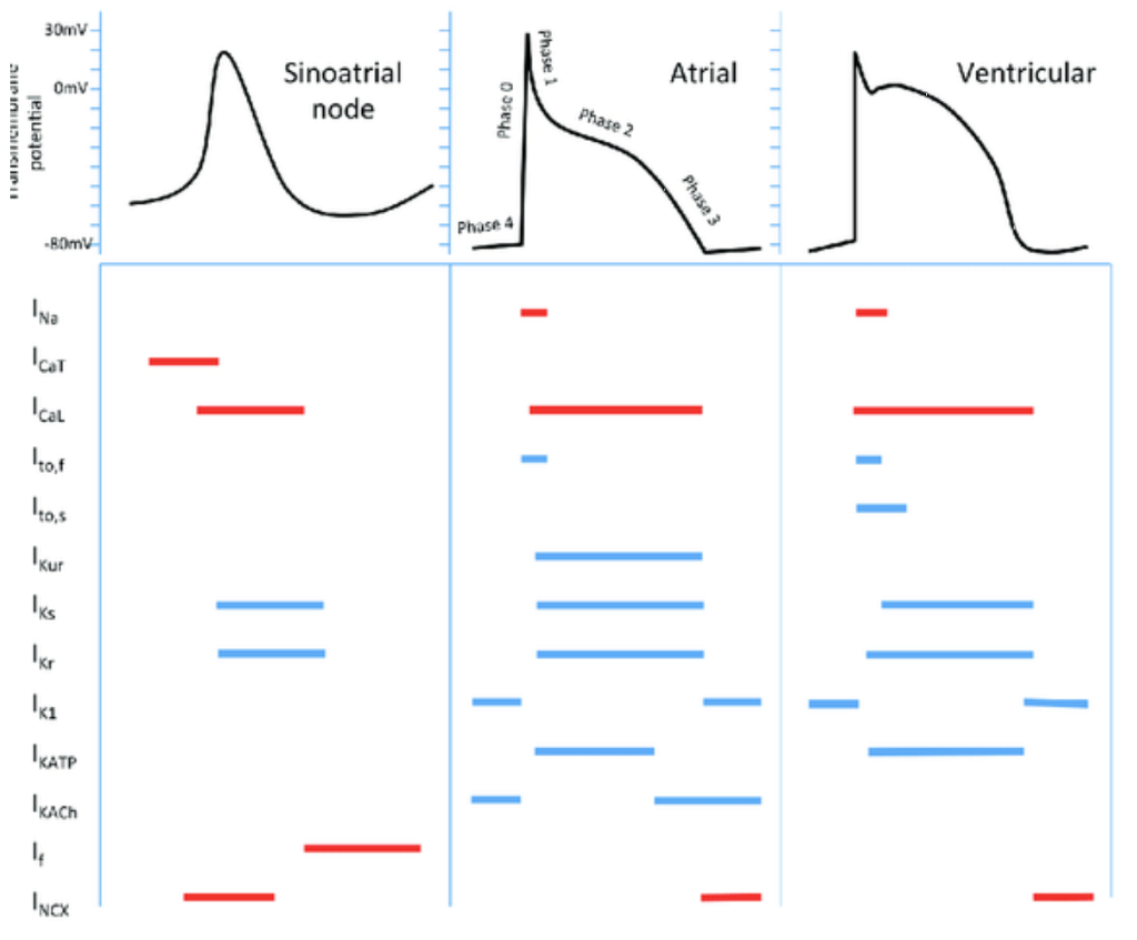 Solved 30mV Ventricular Sinoatrial node Atrial 5 Omv Phase 4 | Chegg.com
