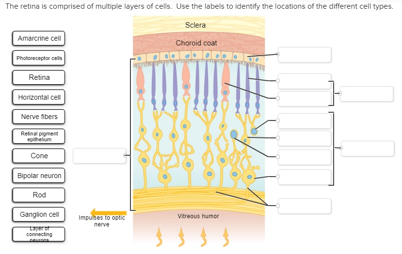 Solved The retina is comprised of multiple layers of cells. | Chegg.com