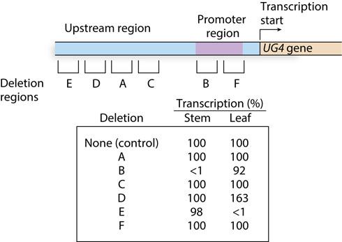 Solved The UG4 gene is expressed in stem tissue and leaf | Chegg.com