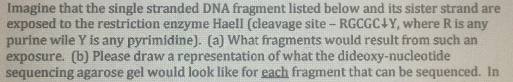 Solved Imagine that the single stranded DNA fragment listed | Chegg.com