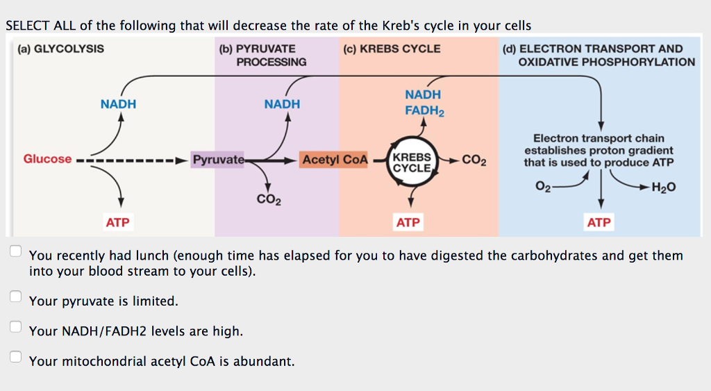 Electron Transport Chain And Krebs Cycle