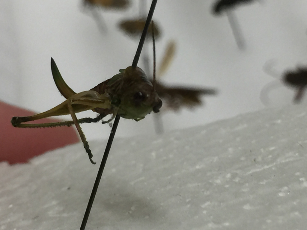 Solved Could You Please Help Me Identify The Insects Below 6002
