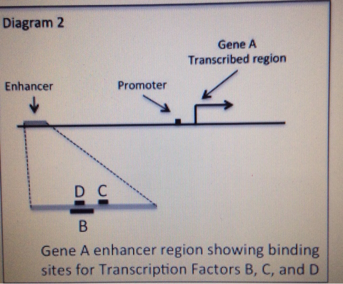 Solved Draw a diagram of what the gene A enhancer, promoter, | Chegg.com