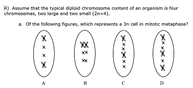 Solved 4) Assume that the typical diploid chromosome content | Chegg.com
